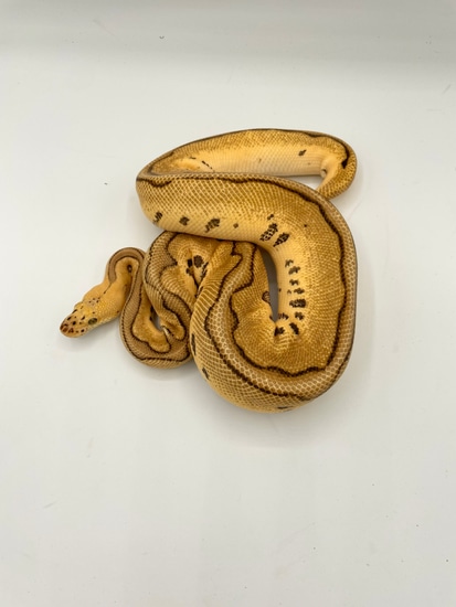 Pastel Vanilla Leopard Blade Clown Ball Python by Bourbon Ball Pythons