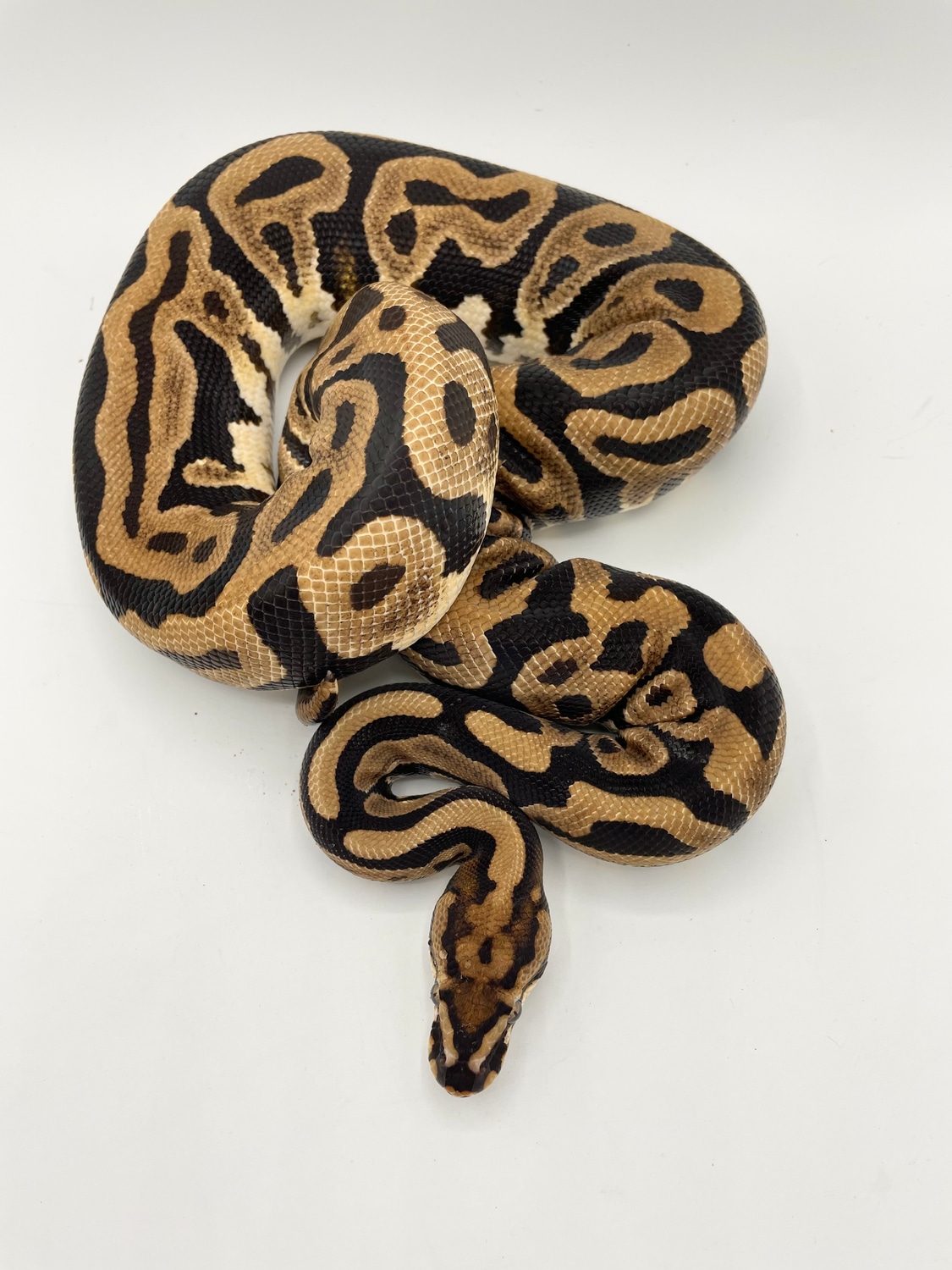 Leopard Spotnose Ball Python by Bourbon Ball Pythons - MorphMarket