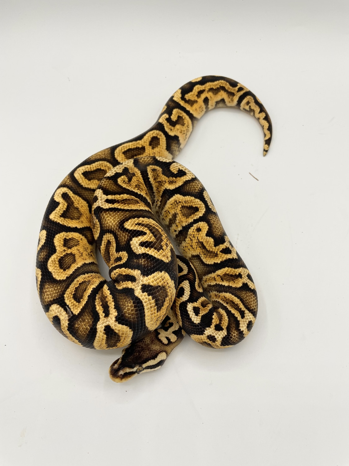 Pastel GHI Yellow Belly Ball Python by Bourbon Ball Pythons - MorphMarket