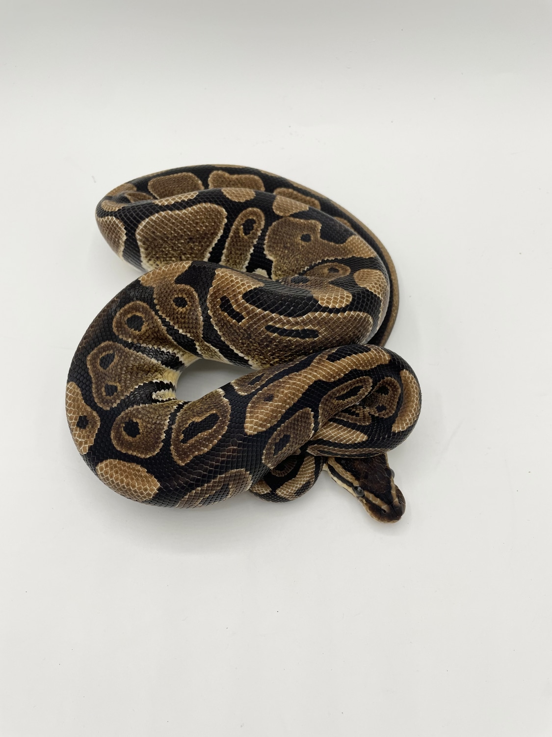 Double Het VPI Axanthic Desert Ghost Ball Python by Bourbon Ball ...