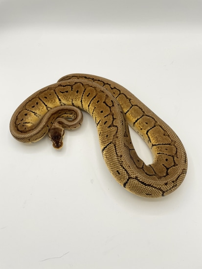Lemonblast Double Het VPI Axanthic Desert Ghost Ball Python by Bourbon ...