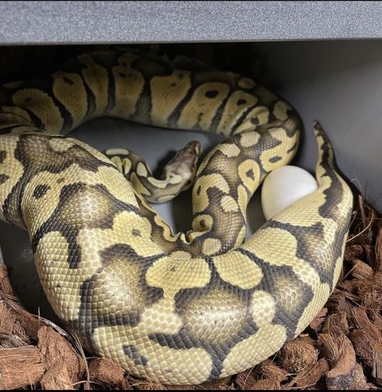 Super Pastel Dh VPI Axanthic Genetic Stripe Ball Python by Bourbon Ball ...