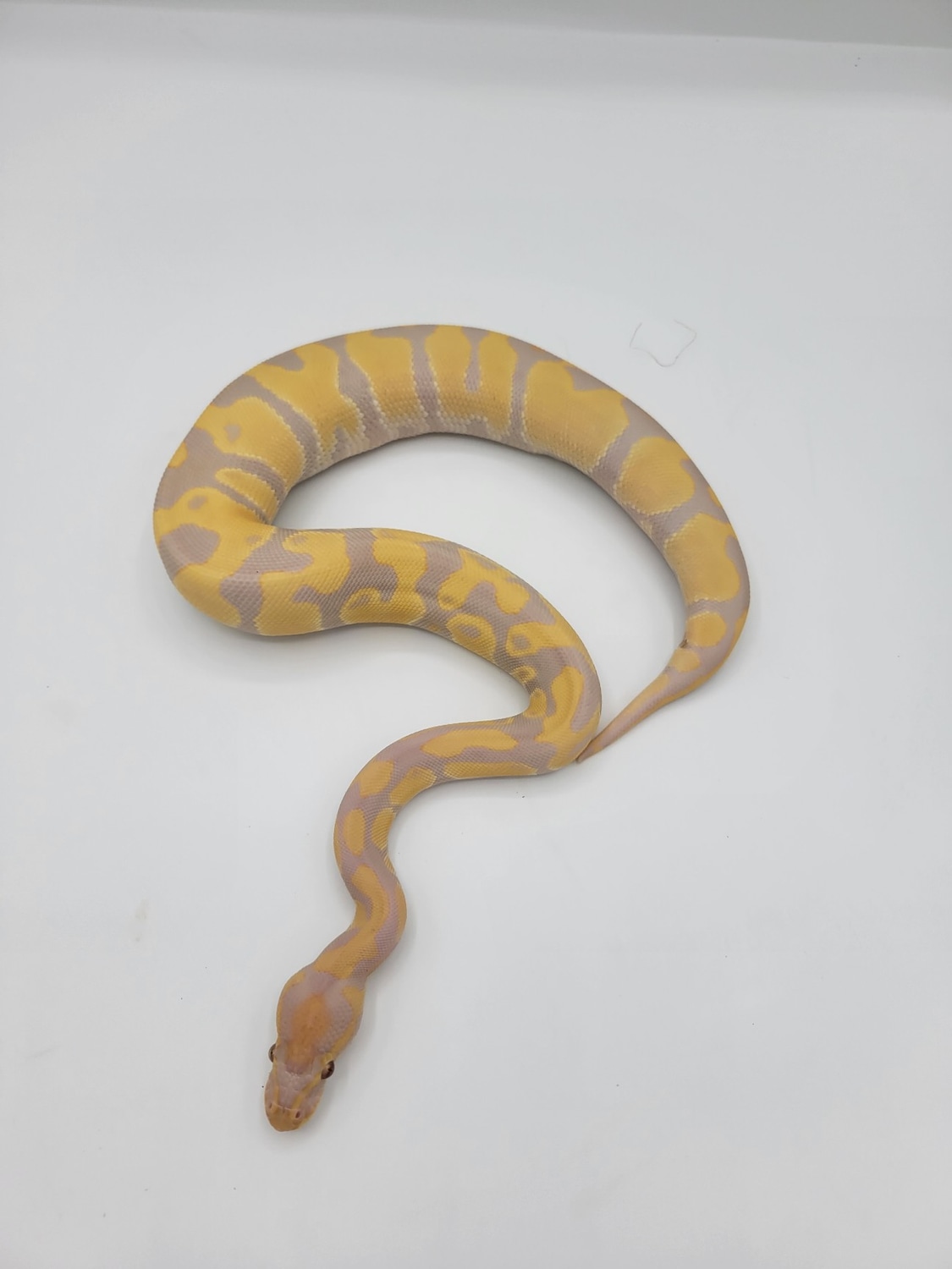 Candino Ball Python by Bourbon Ball Pythons - MorphMarket