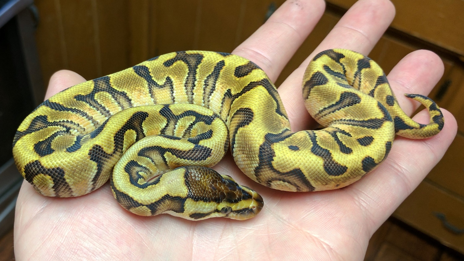 Enchi Hidden Gene Woma Yellow Belly Ball Python by Breaking Balls ...