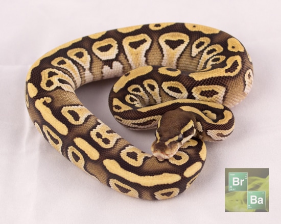 Mojave Vanilla Ball Python by Breaking Balls Reptiles