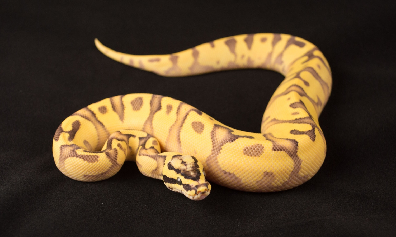 Firefly Enchi High Intensity Line Orange Dream Yellow Belly 50% Het ...