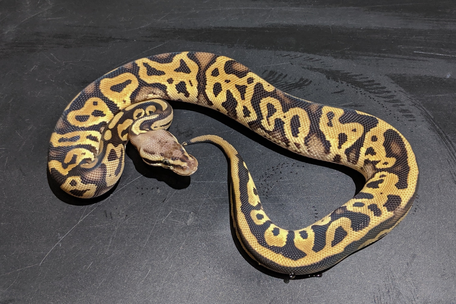Leopard Pastel Het Candino (Either Het Albino Or Het Candy) Ball Python ...