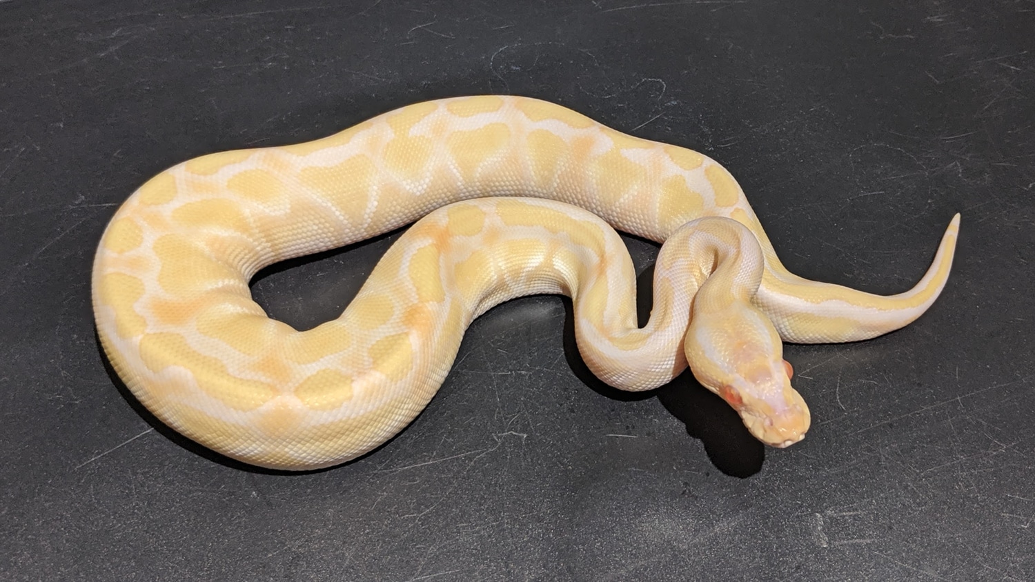 Lesser Albino Ball Python by Breaking Balls Reptiles - MorphMarket
