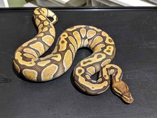 Proven Cypress Enchi Honey Ball Python by Breaking Balls Reptiles