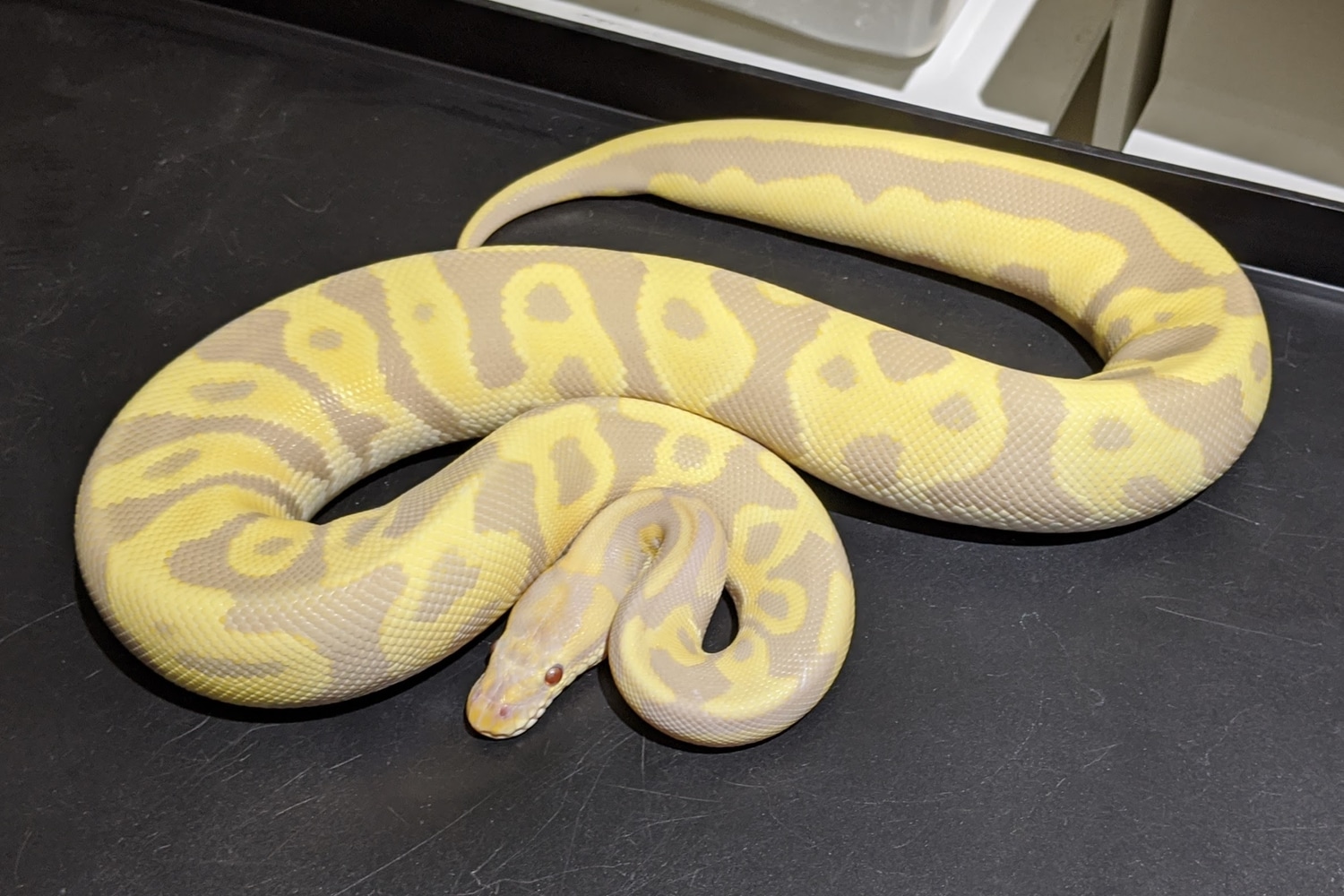 Leopard Candino Ball Python by Breaking Balls Reptiles - MorphMarket