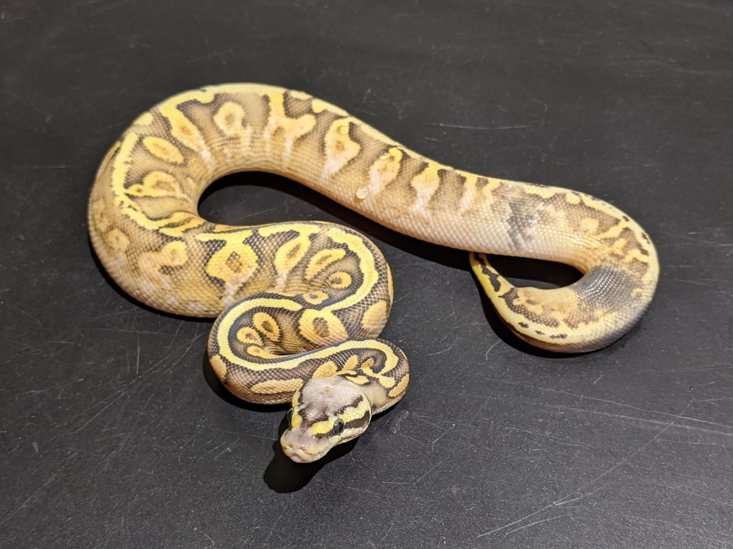Super Pastel Sugar Yellow Belly Ghost Paradox Ball Python by Breaking ...