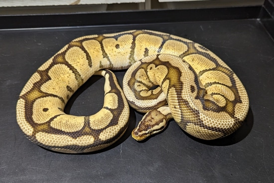 Pastel Red Stripe Specter Ball Python by Breaking Balls Reptiles