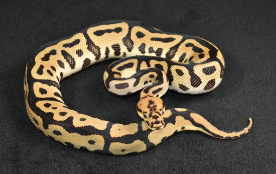 Batman Ball Python by Breaking Balls Reptiles
