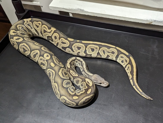 Black Pastel Ghost Ball Python by Breaking Balls Reptiles
