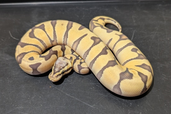 Enchi High Intensity Line Orange Dream Pastel Ghost Ball Python by ...