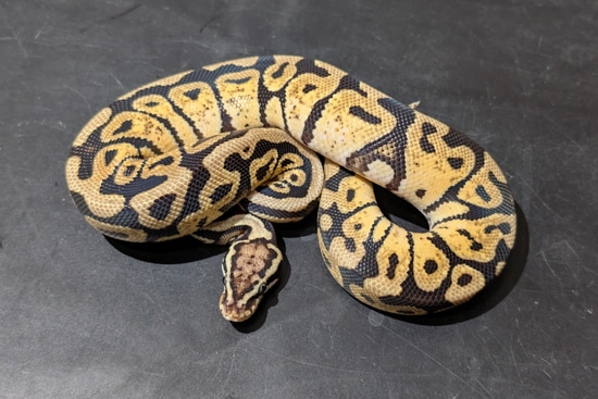 Pastel Red Stripe Spotnose Ball Python by Breaking Balls Reptiles