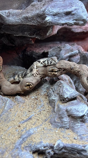 Uromastyx Thomasi Amazing BOY by BB Reptiles