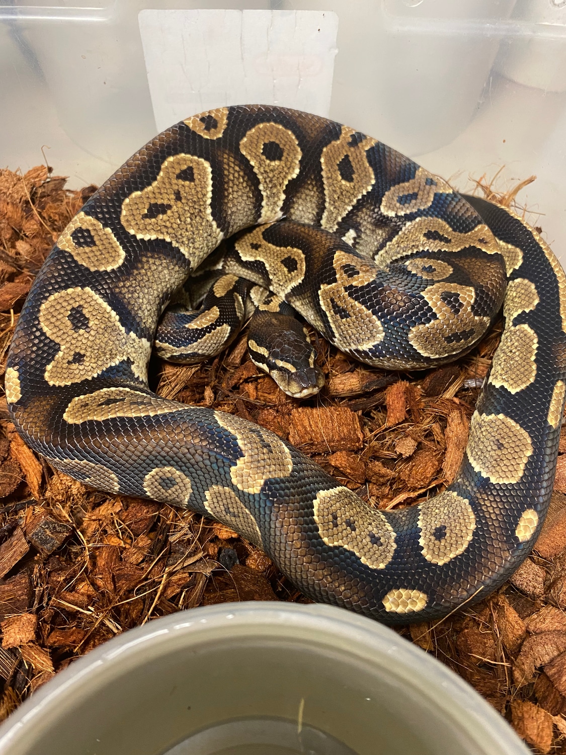 Blackhead YB Ball Python By BIg Blazin Reptiles And Exotics MorphMarket blackhead-yb-ball-python-by-big-blazin-reptiles-and-exotics-morphmarket