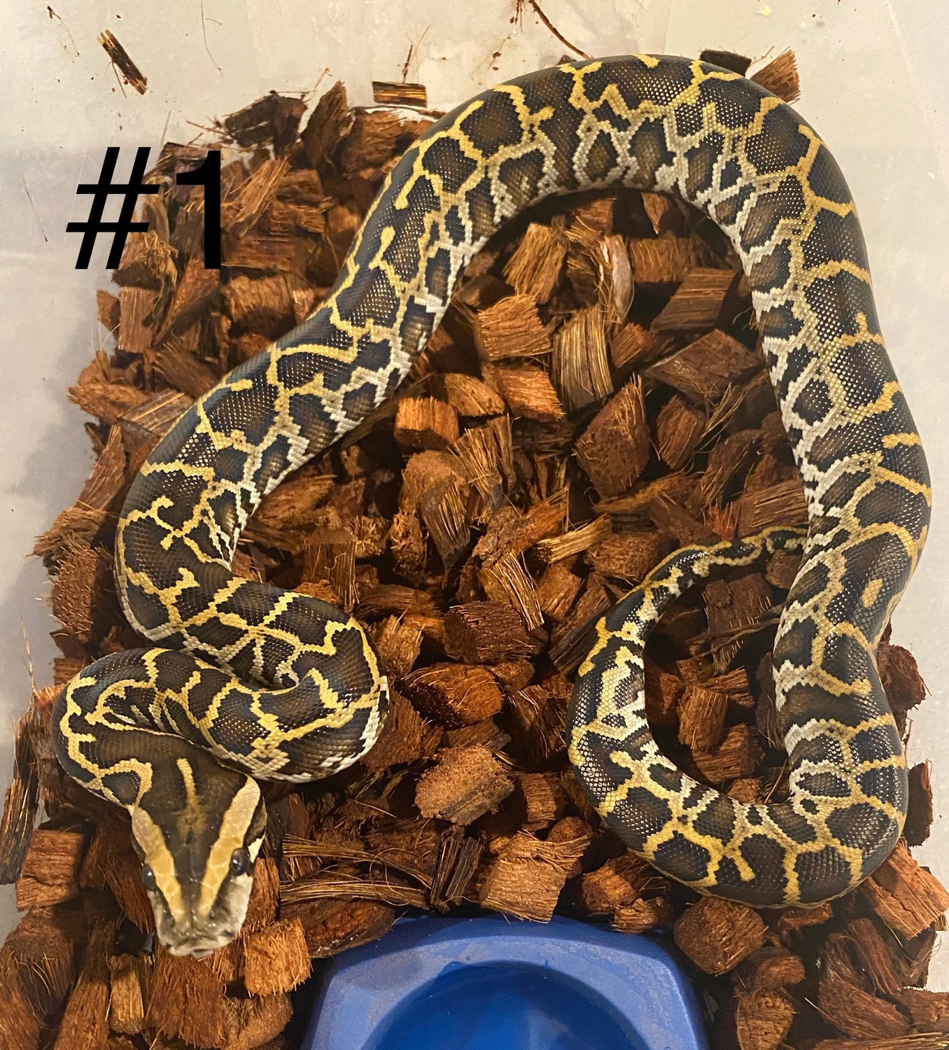 Normal Het Granite Albino Burmese Python by BIg Blazin Reptiles and ...