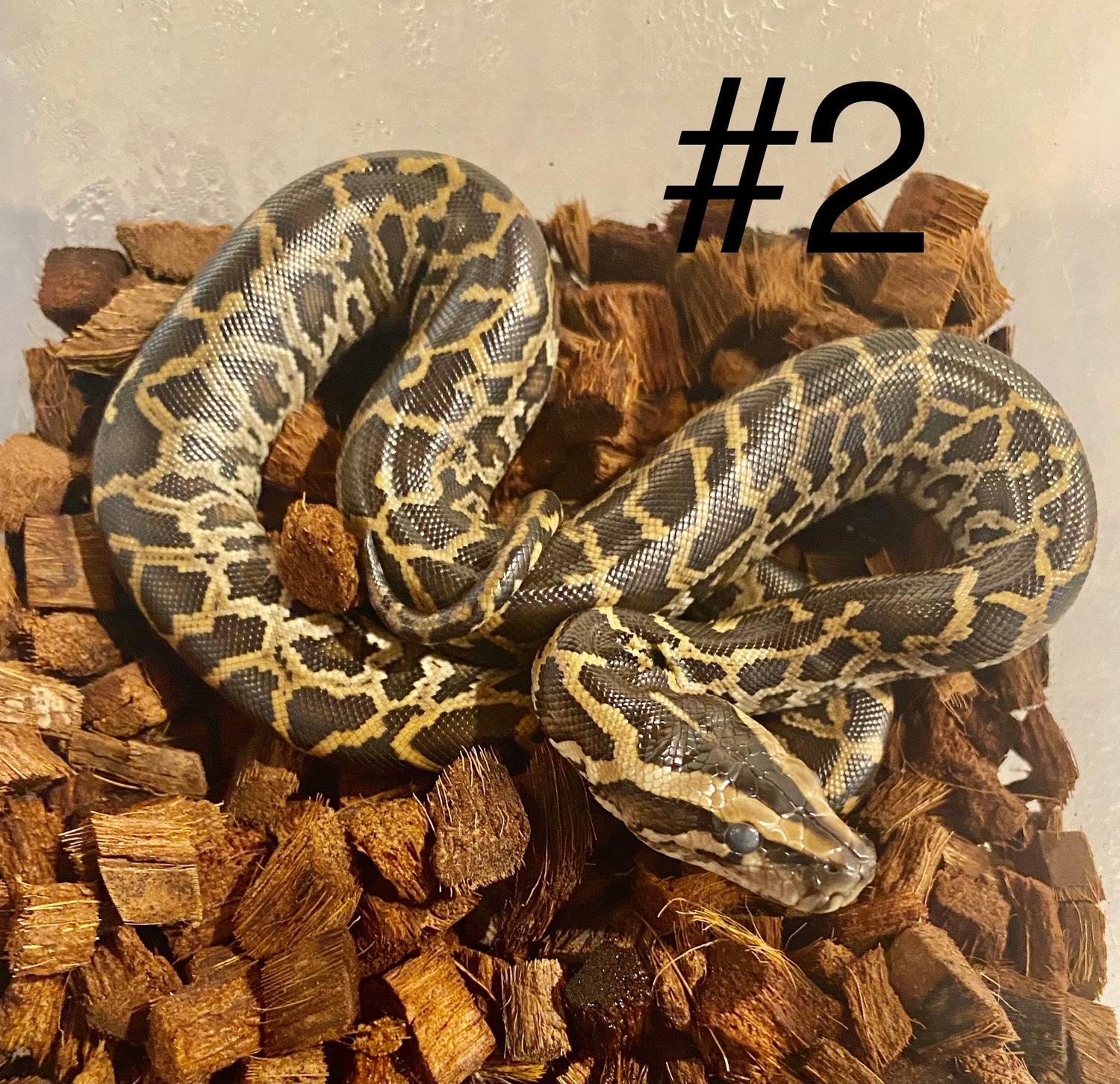 2022 Normal 100% Het Granite/Albino Burmese Python by BIg Blazin ...