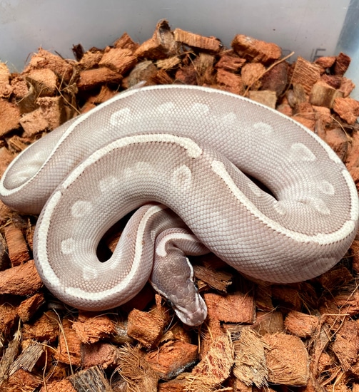 Mystic Potion Ball Python by BIg Blazin Reptiles and Exotics