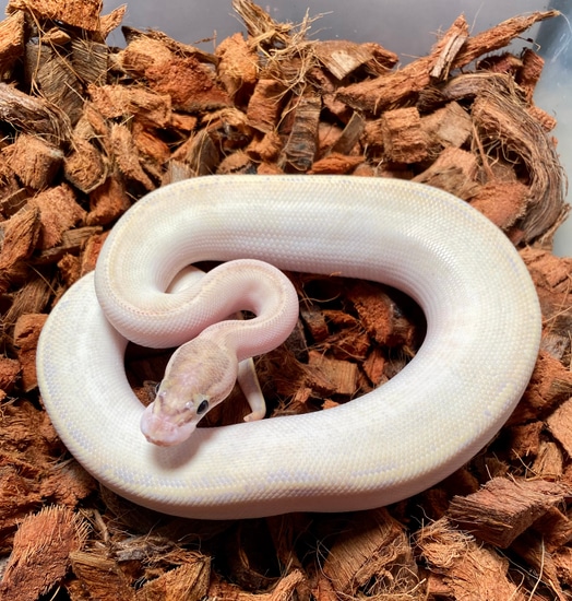 Ivory Ball Python by BIg Blazin Reptiles and Exotics