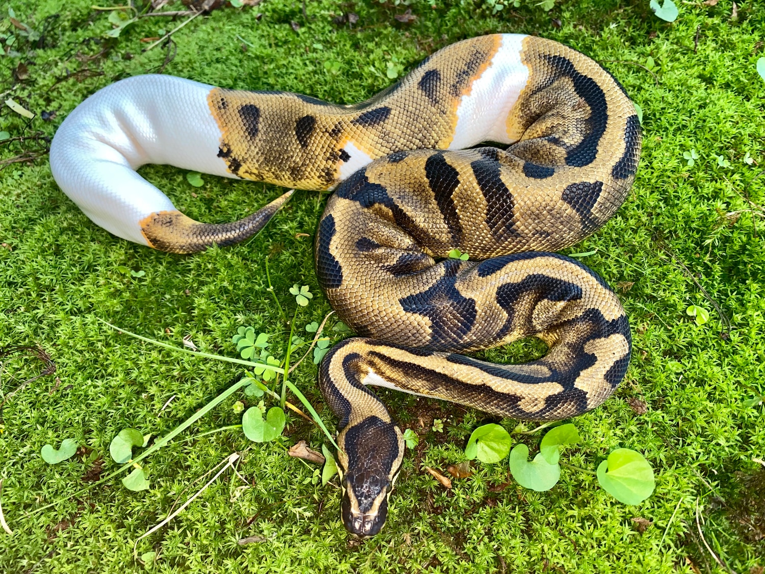 Enchi Pied Ball Python by BIg Blazin Reptiles and Exotics - MorphMarket