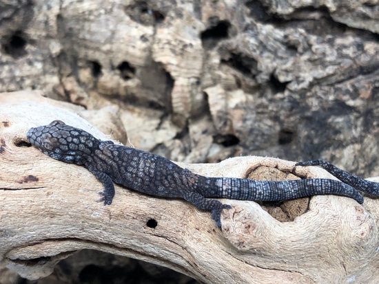 Eurydactylodes Symmetricus Pair Chameleon Gecko by BB's crested geckos inc