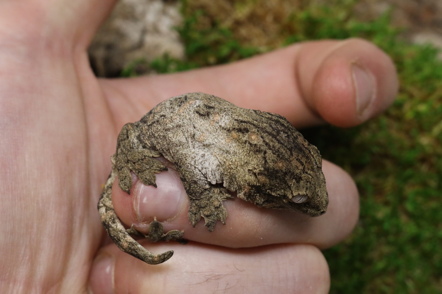 (Pure Nuuami Leaping Leachi Cross PVB) (LB17) Leachianus Gecko by BB's ...