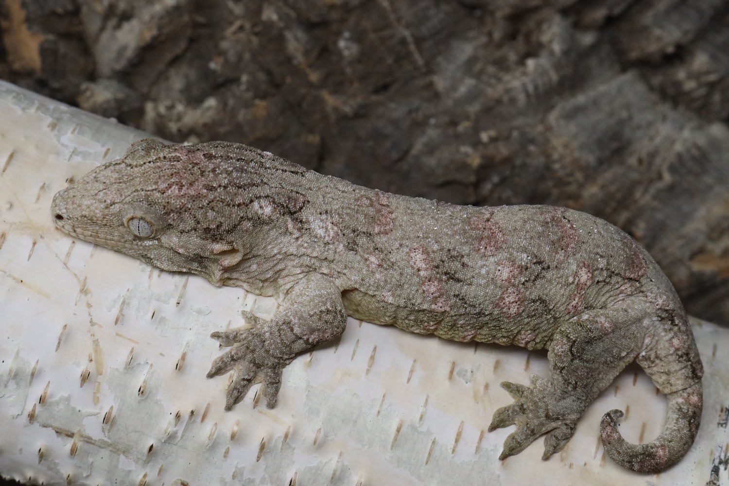 (Steve X Heather) (Pure Bayo Pink) (LB68) Leachianus Gecko by BB's ...