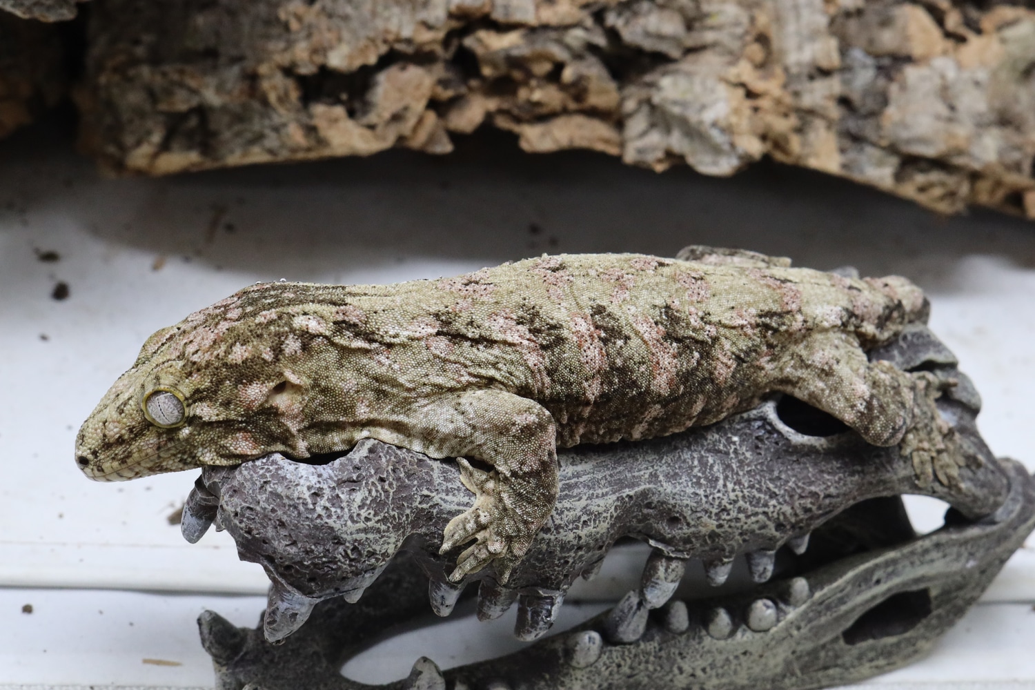 (Uno X Jennifer) (Pure Brosse) (LB81) Leachianus Gecko by BB's crested ...