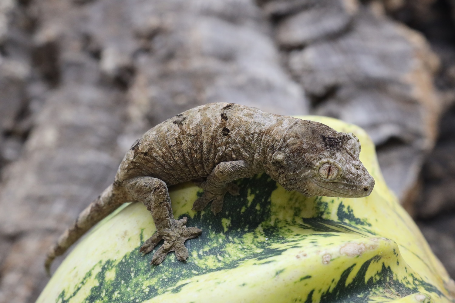 MainLand (Donna X Nelldan) - CH04 Chahoua Gecko by BB's crested geckos ...