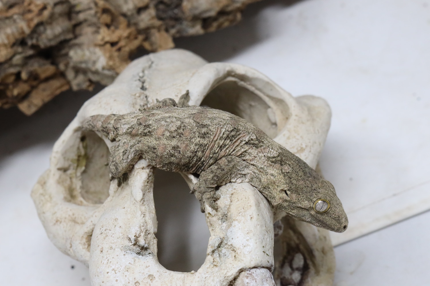 (Ebony X Conner) (HCX Nuuana X Moro) (LB143) Leachianus Gecko by BB's ...