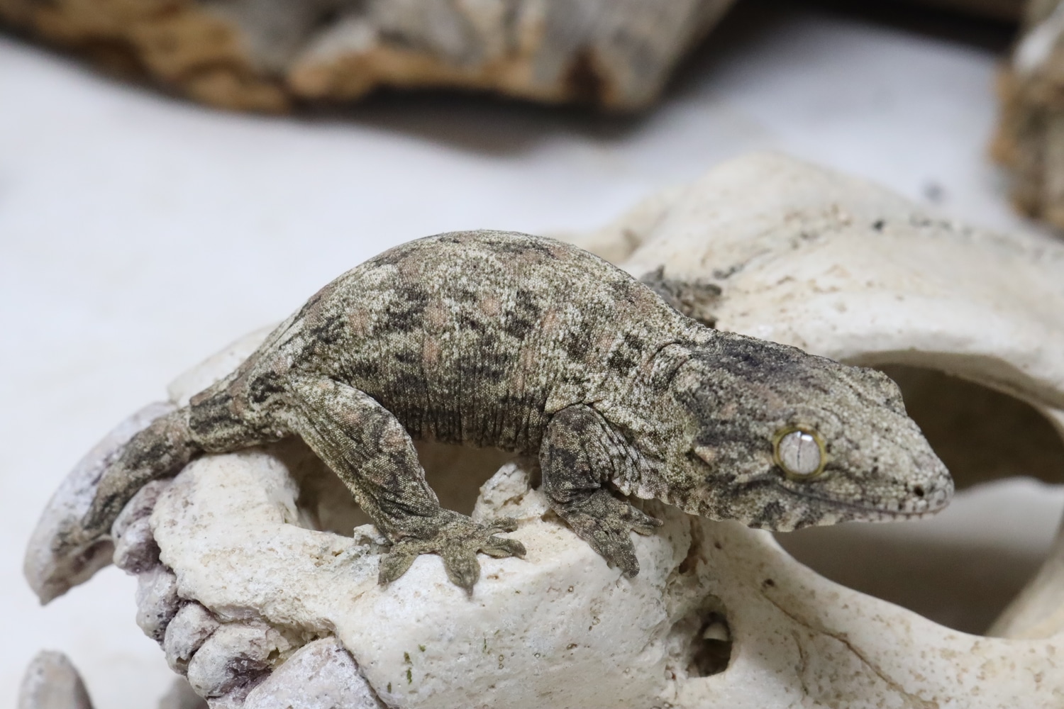 Leachianus (Shrek X Fiona) (LB156) Ball Python by BB's crested geckos ...