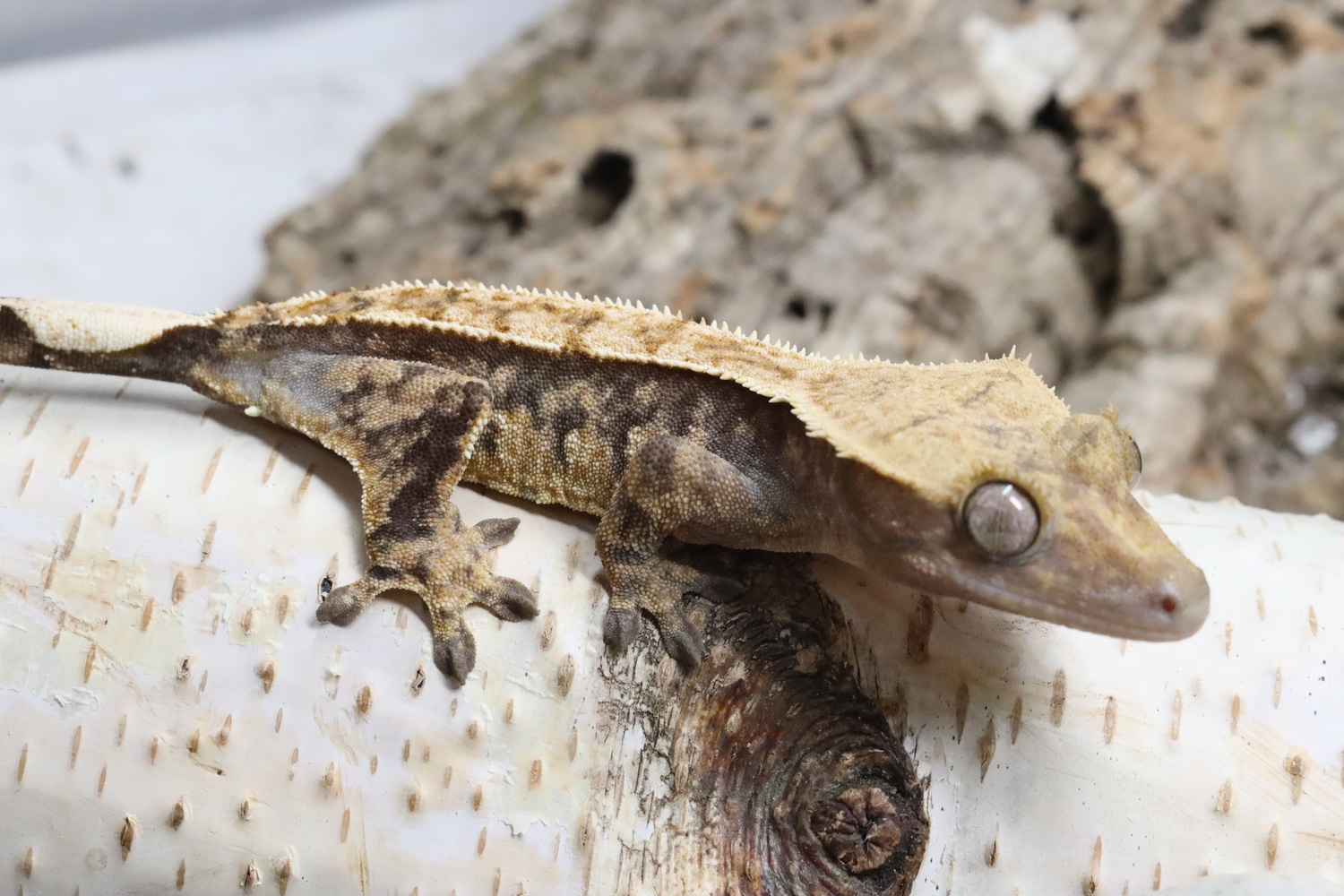 Crazy Extreme FEMALE (Cg#135) Crested Gecko by BB's crested geckos inc ...