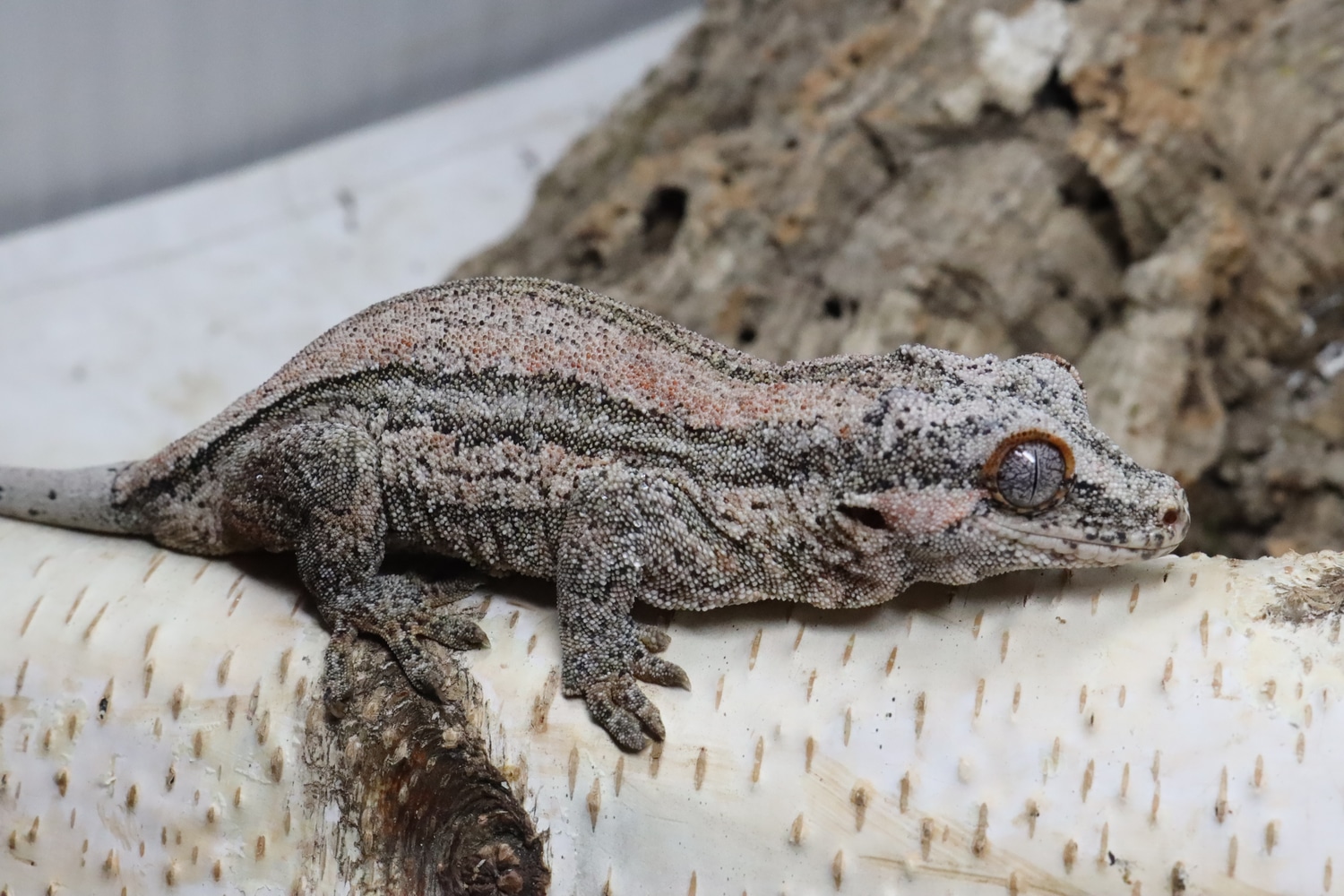 Gargoyle (Group 11 Red Stripe) - GG102 Gargoyle Gecko by BB's crested ...