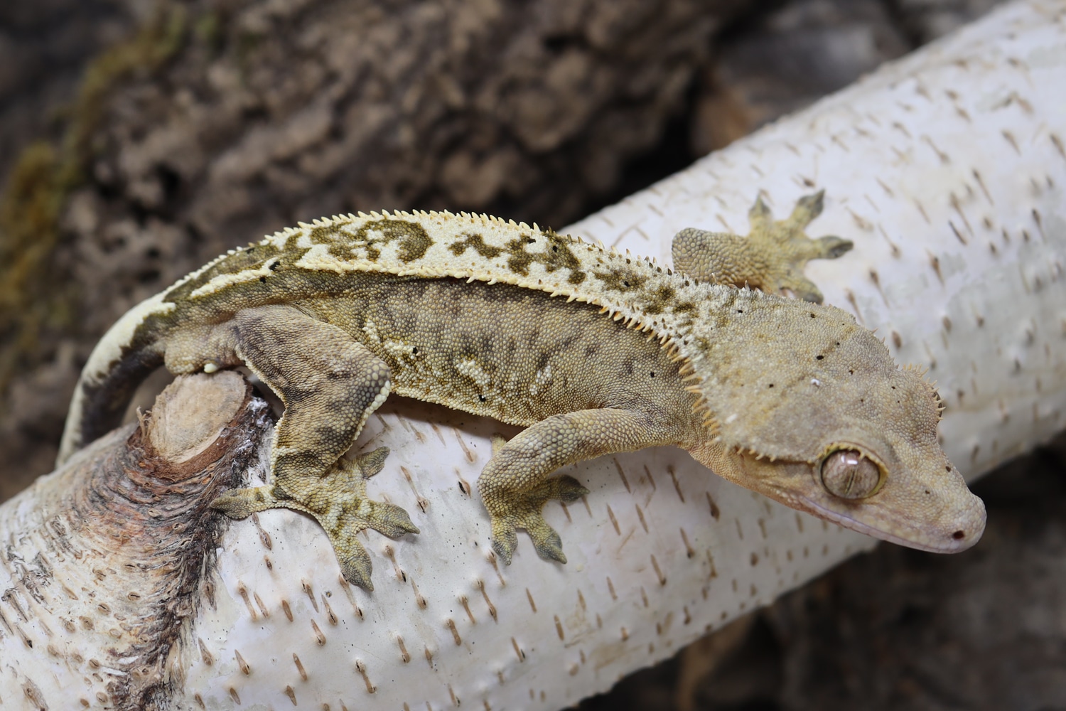 Yellow Phantom MALE (Cg#146) Crested Gecko by BB's crested geckos inc ...