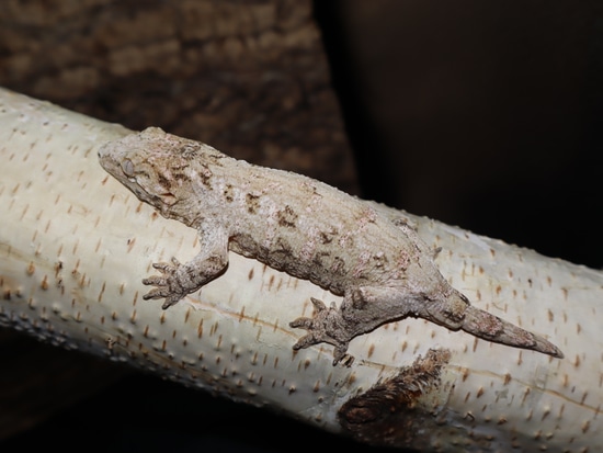 Leachianus High Pink X (Pink X Dr2) (LB196) FREE SHIPPING Leachianus ...