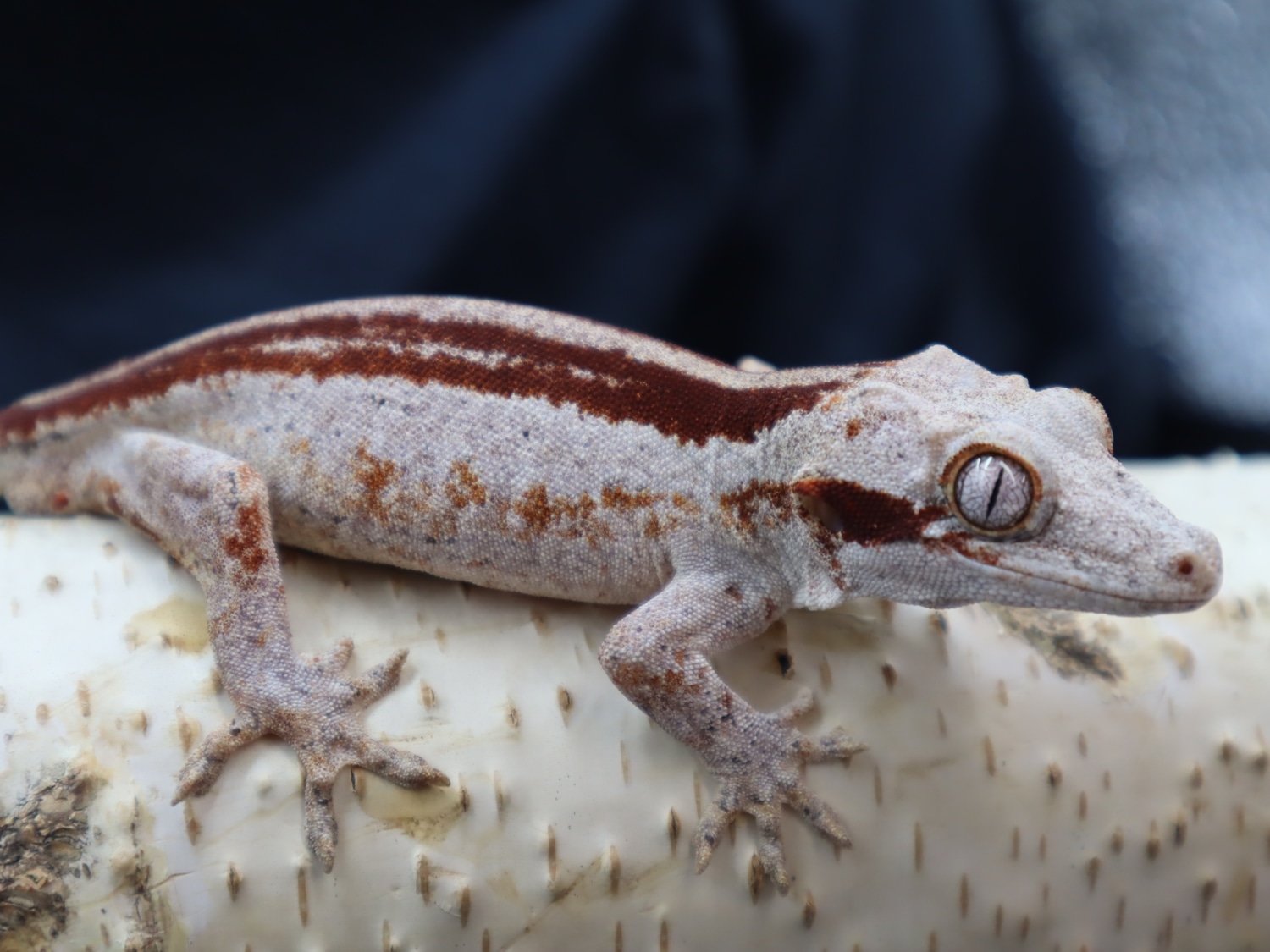 Red Stripe (GG118) Gargoyle Gecko by BB's crested geckos inc - MorphMarket