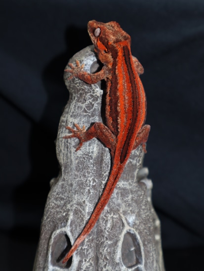 Red Stripe GG119 Gargoyle Gecko by BB's crested geckos inc