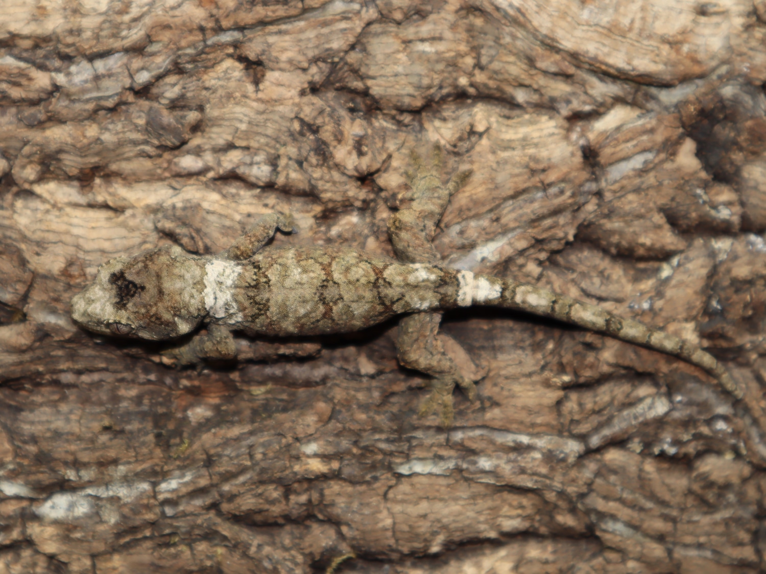 White Collar CH25 Chahoua Gecko by BB's crested geckos inc - MorphMarket