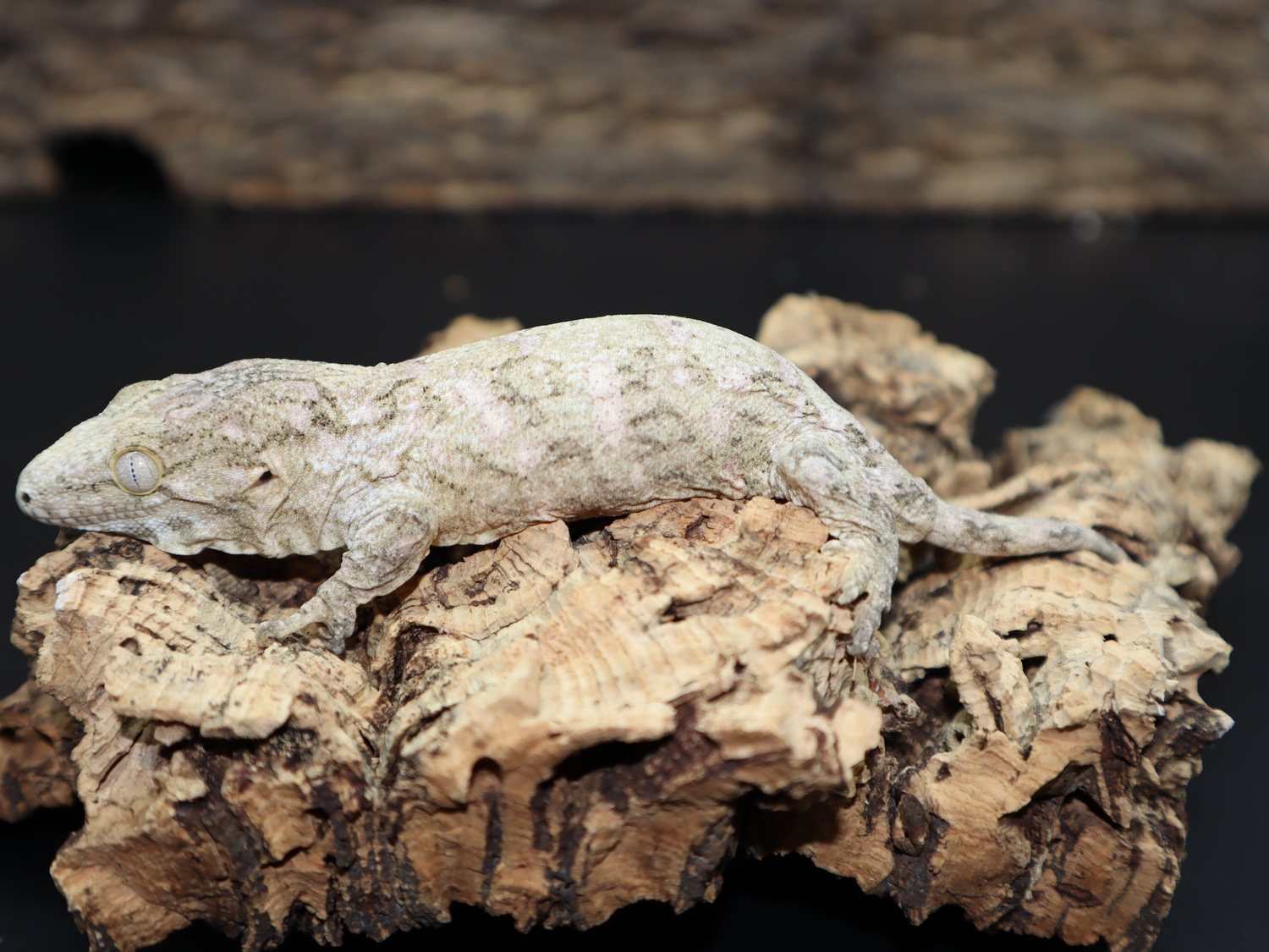 GT X High Pink LB205 Leachianus Gecko by BB's crested geckos inc ...