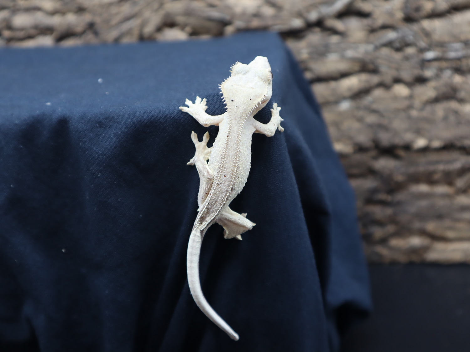 Lilly White (CLW65) Crested Gecko by BB's crested geckos inc - MorphMarket