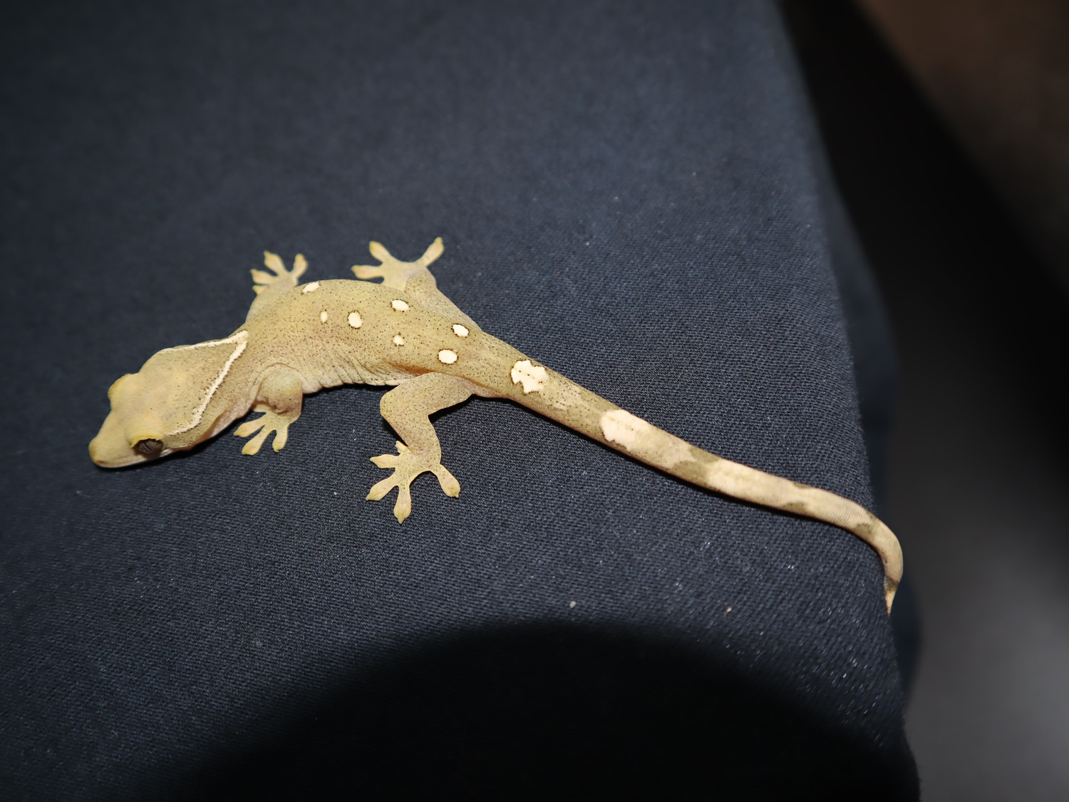 White Collar Sarasinorum Gecko (SG02) More Gecko by BB's crested geckos ...