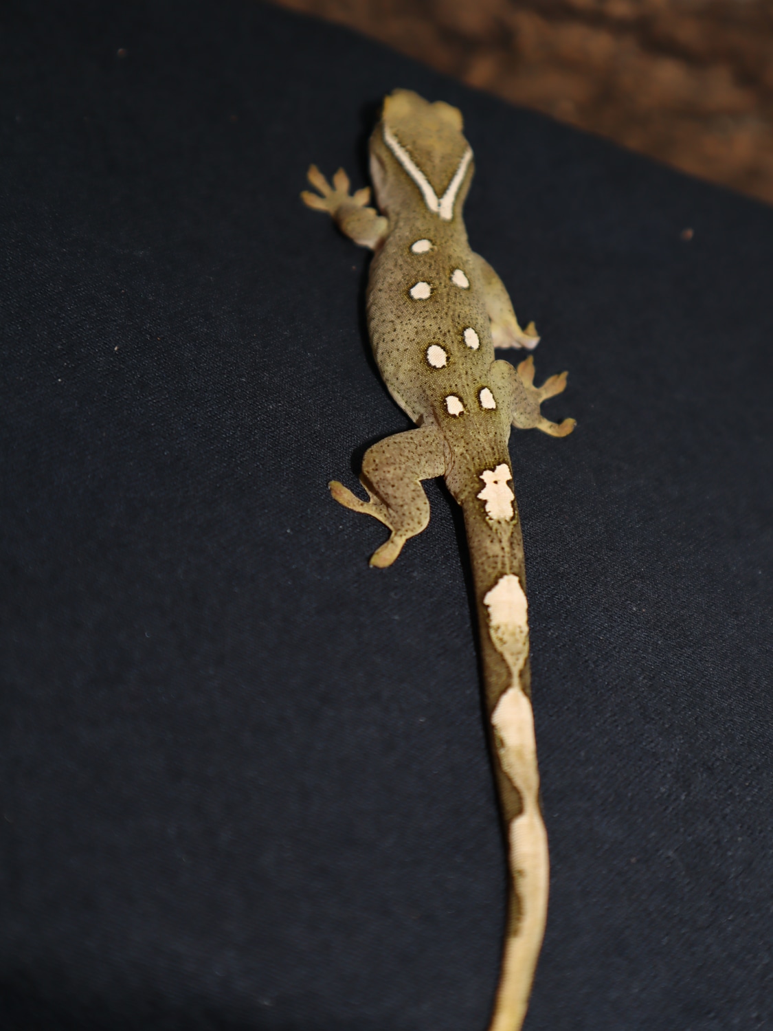 White Collar Sarasinorum Gecko (SG03) More Gecko by BB's crested geckos ...
