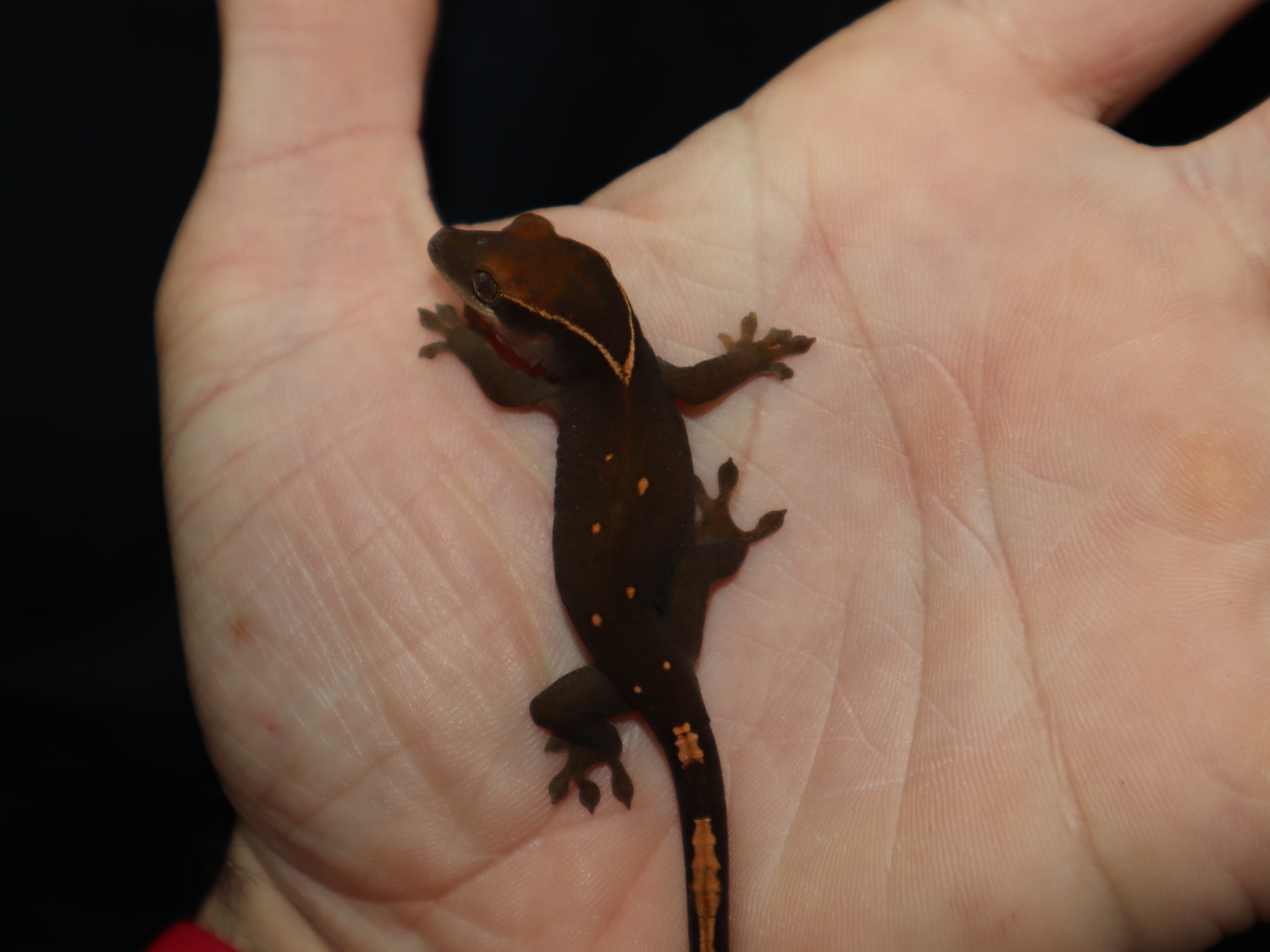 White Collar Sarasinorum Gecko (SG06) More Gecko by BB's crested geckos ...