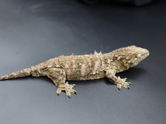 Leachianus (High Pink GTX) (LB214) Leachianus Gecko by BB's crested ...