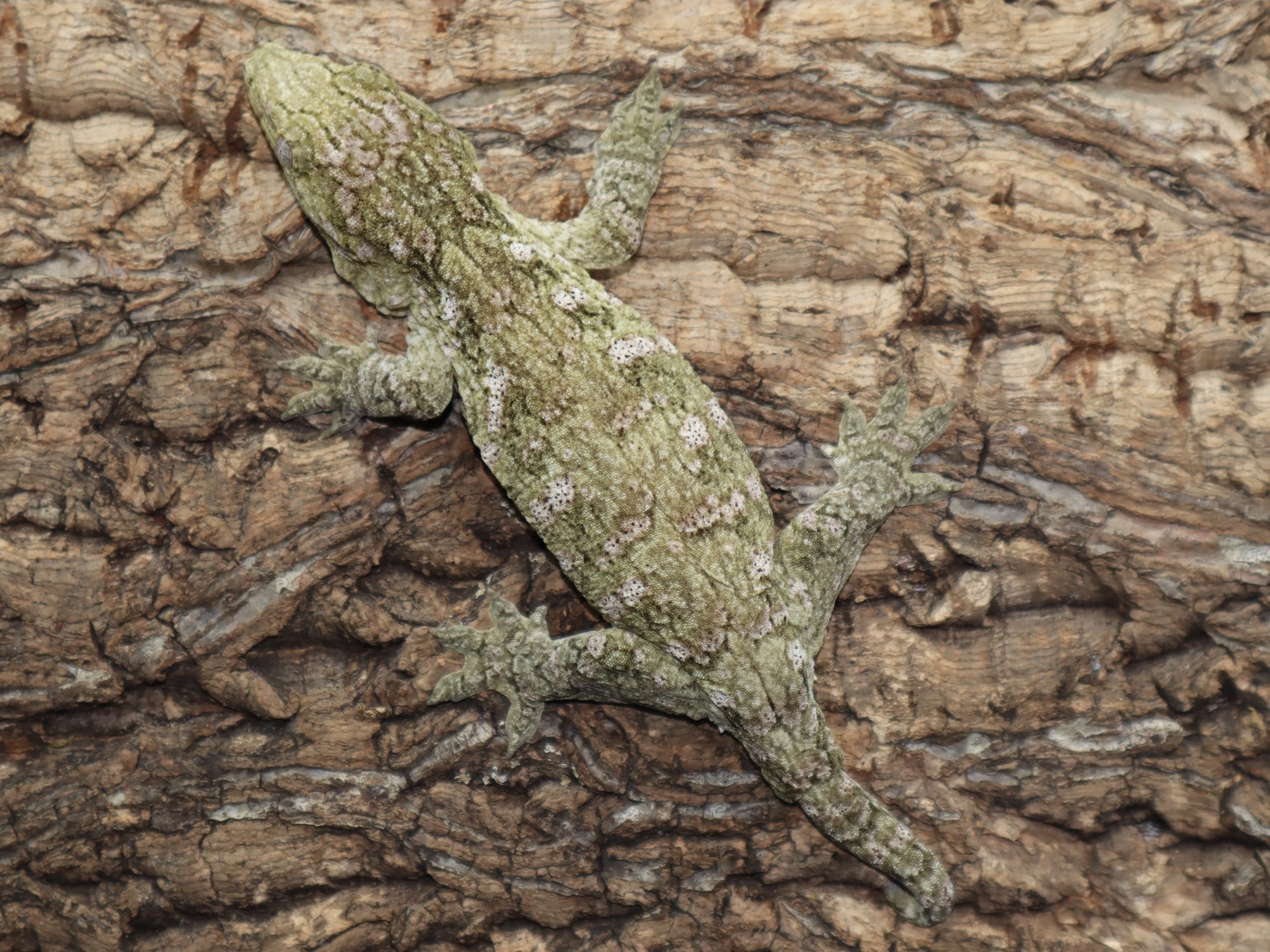 (GTX High Color) (LB216) Leachianus Gecko by BB's crested geckos inc ...
