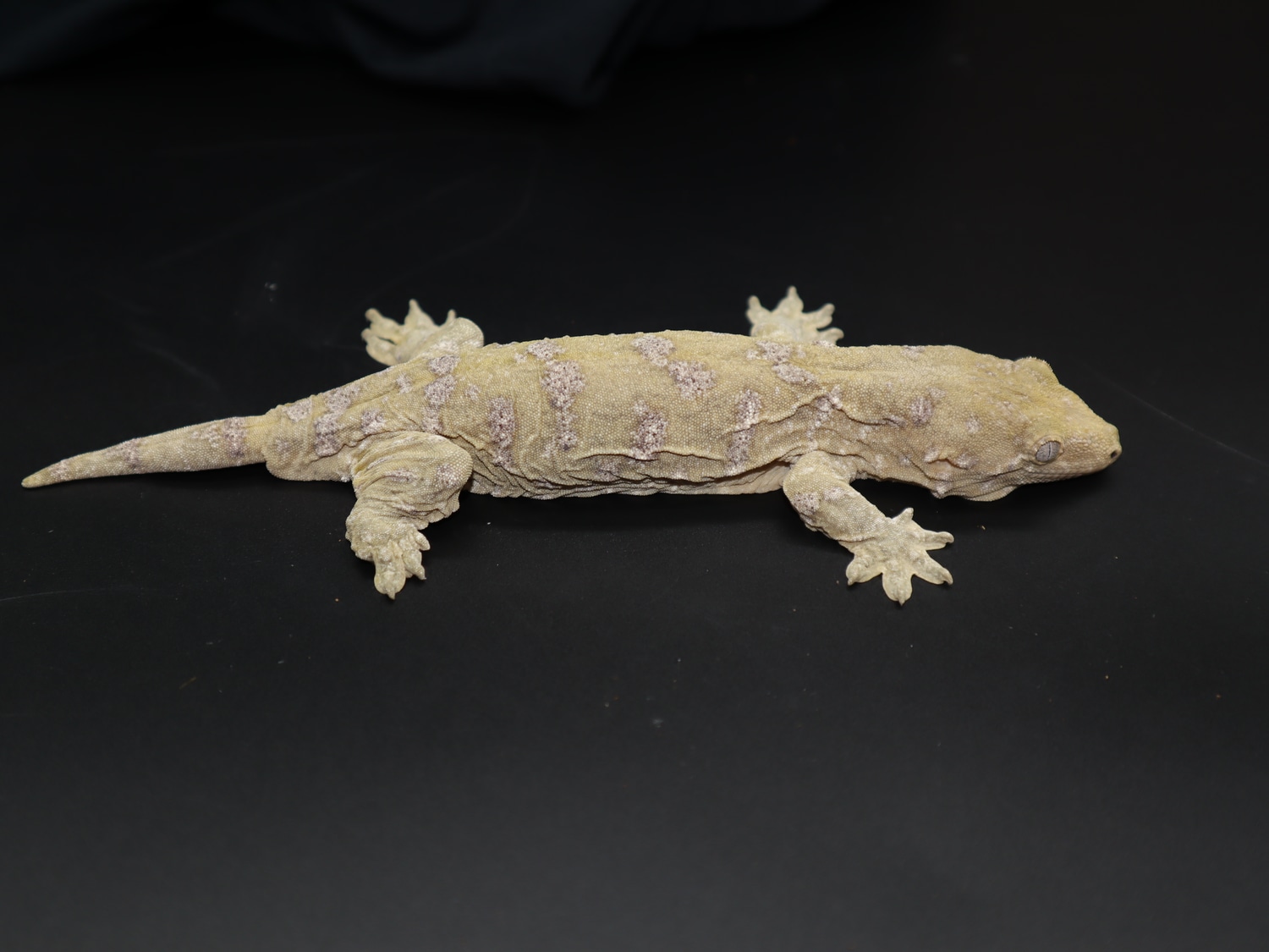 (Nuana High Color) (LB217) Leachianus Gecko by BB's crested geckos inc ...