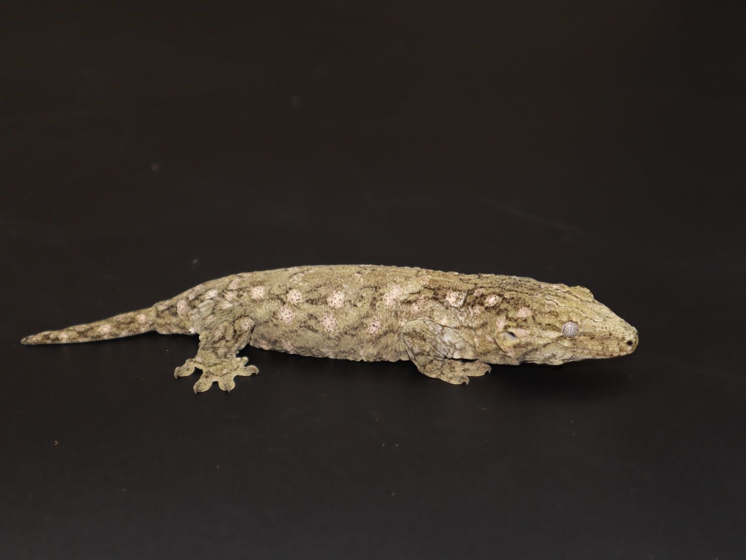 (Lb241) Leachianus Gecko by BB's crested geckos inc - MorphMarket